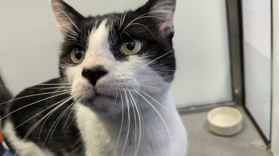 RONALDO | Battersea Dogs & Cats Home