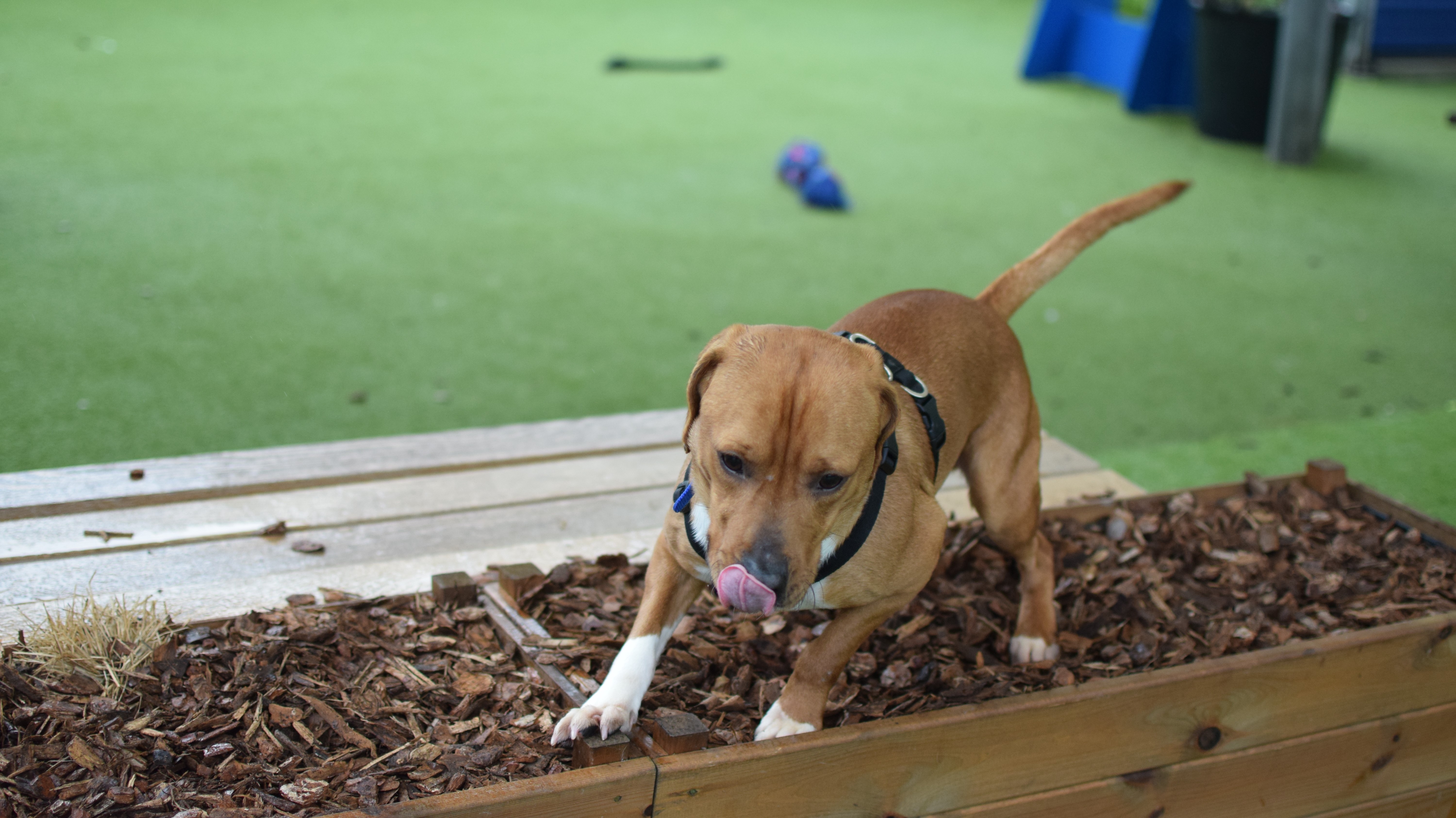 Hobnob | Battersea Dogs & Cats Home