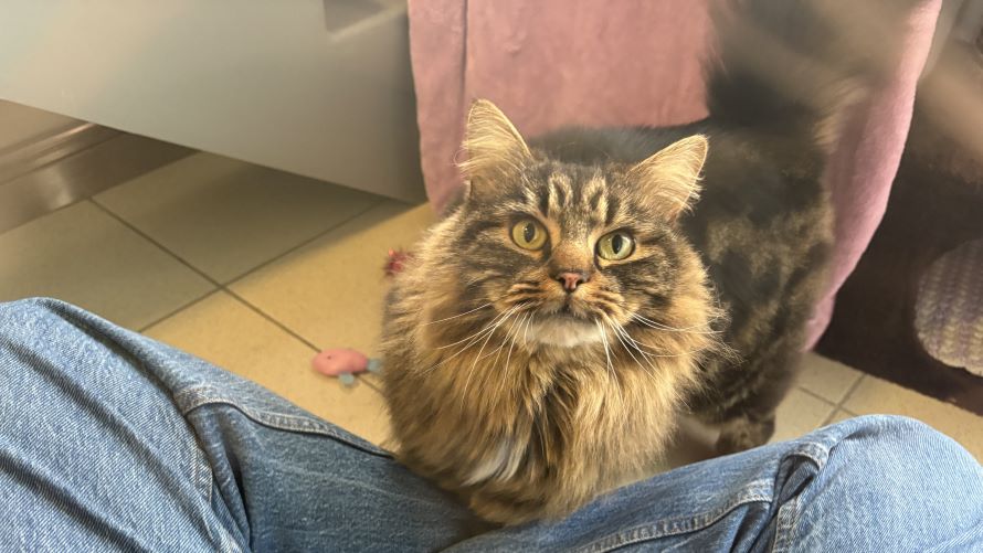 Simba | Battersea Dogs & Cats Home