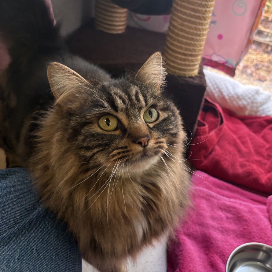 Simba | Battersea Dogs & Cats Home