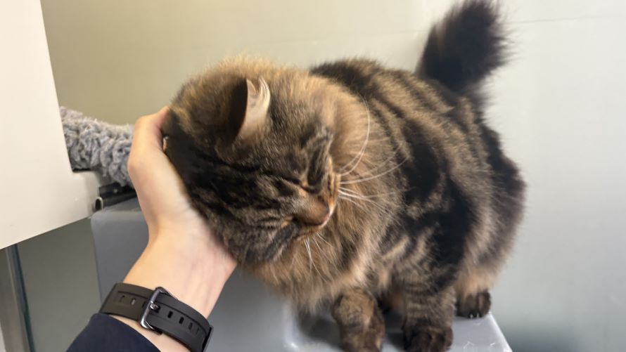 Simba | Battersea Dogs & Cats Home