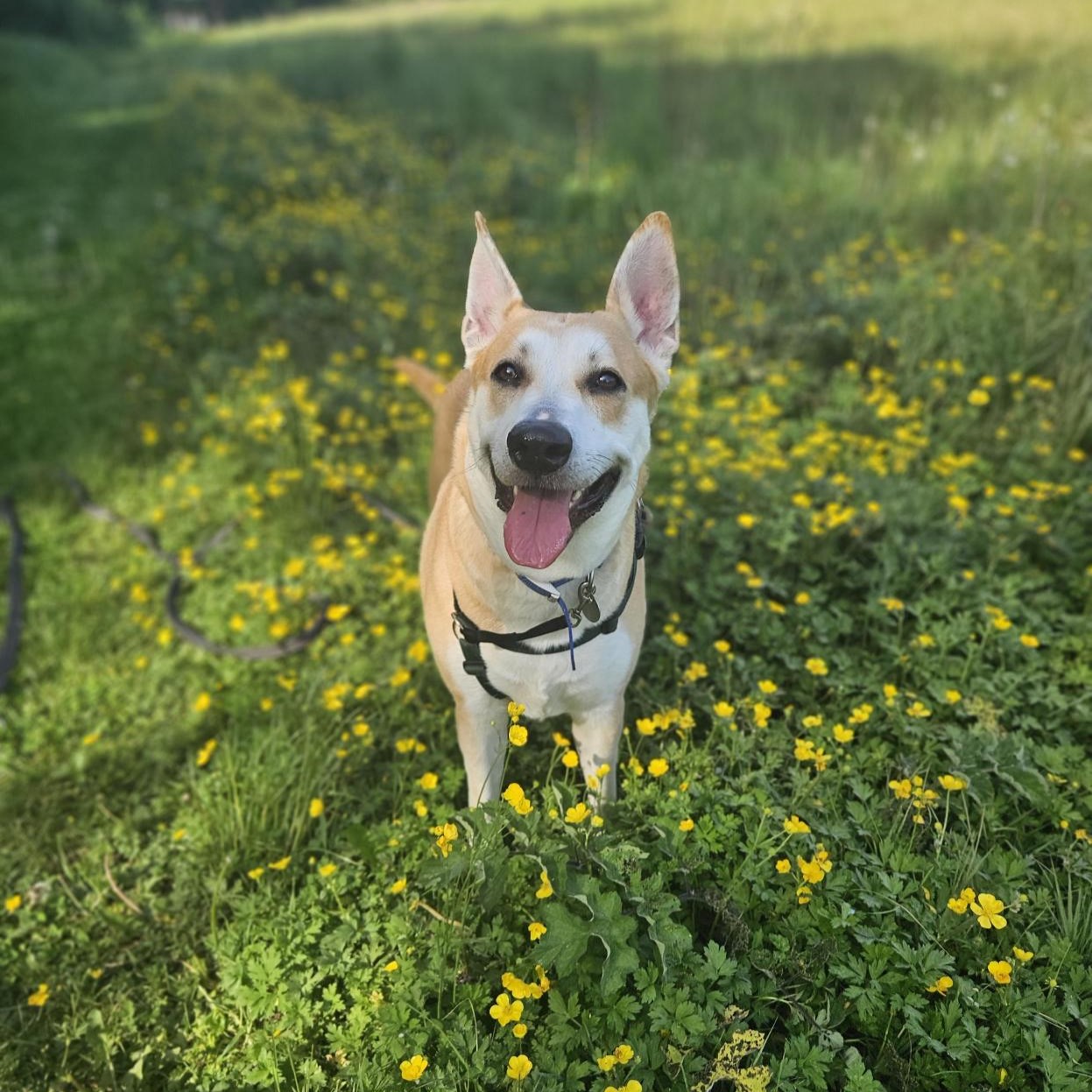 Meet the dogs | Battersea Dogs & Cats Home
