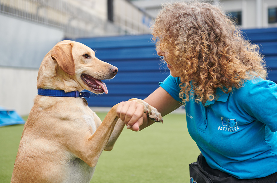 How to stop your dog from stealing and hiding things | Battersea Dogs ...