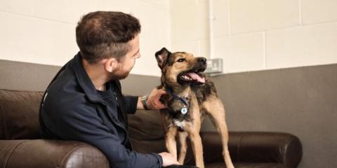 Giving your dog up for adoption | Battersea Dogs & Cats Home