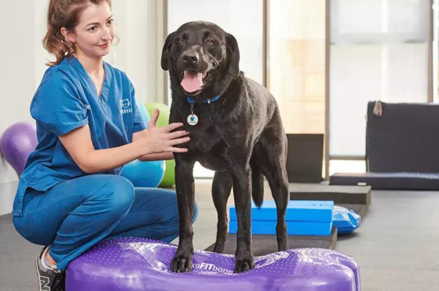 Physiotherapy at Battersea | Battersea Dogs & Cats Home