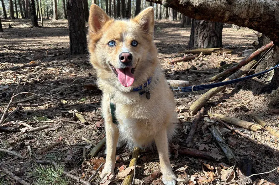 Joey's Story | Battersea Dogs & Cats Home