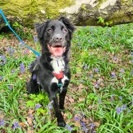 Meet the dogs | Battersea Dogs & Cats Home