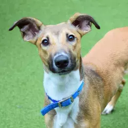 Meet the dogs | Battersea Dogs & Cats Home