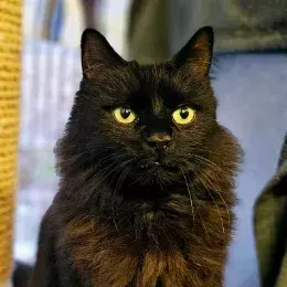 Meet the cats | Battersea Dogs & Cats Home