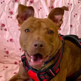 Meet the dogs | Battersea Dogs & Cats Home