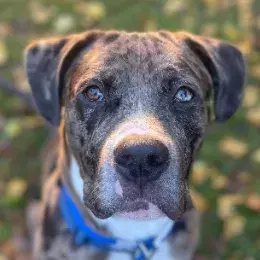 Meet the dogs | Battersea Dogs & Cats Home