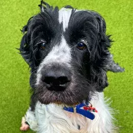Meet the dogs | Battersea Dogs & Cats Home